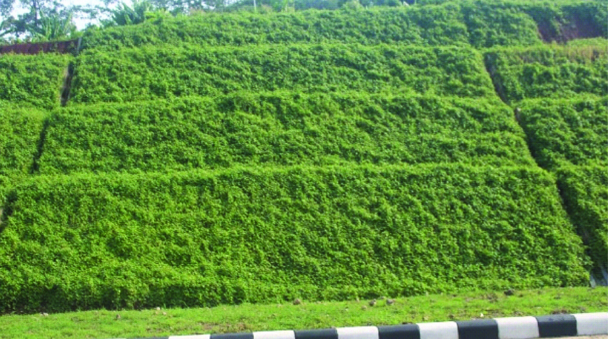 Hydroseeding | CV. Plantamor