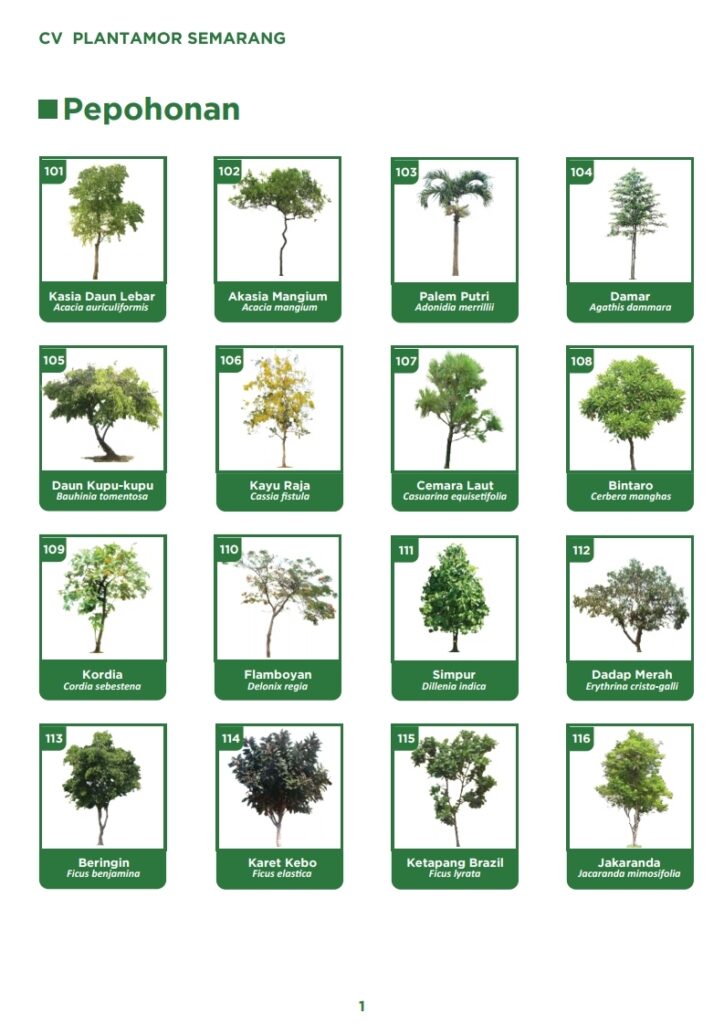 Galeri Produk Vegetasi | CV. Plantamor