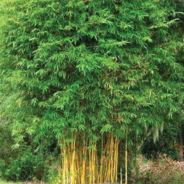 Bambu – CV. Plantamor