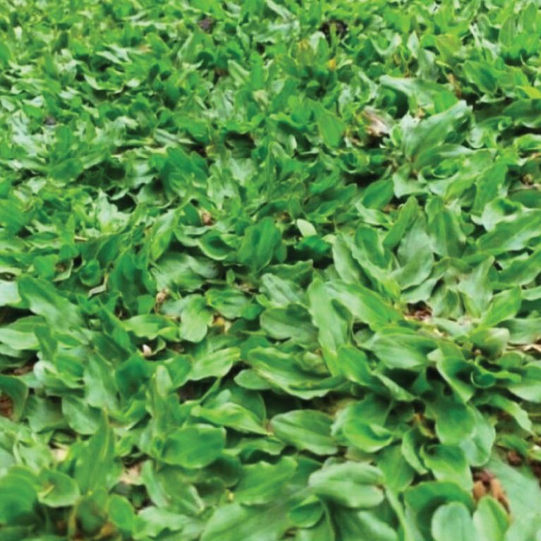 Gajah Mini – CV. Plantamor