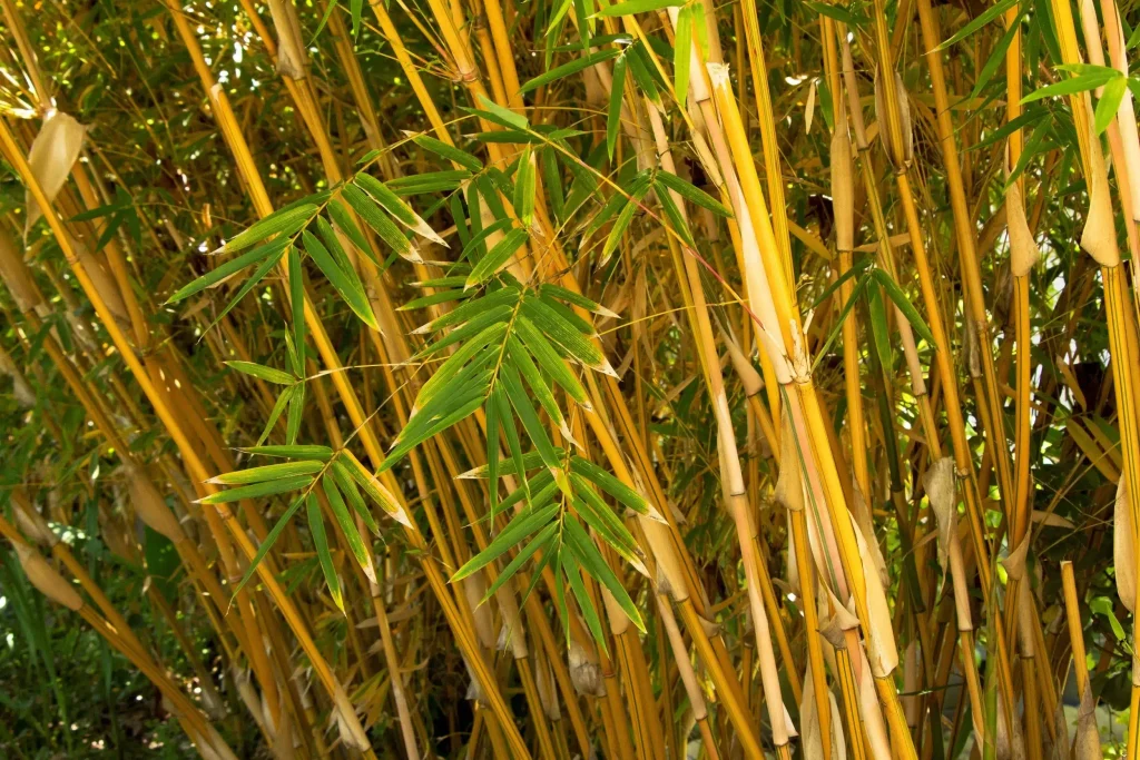 Keindahan dan Manfaat Bambu dalam Desain Lanskap Modern | CV. Plantamor ...