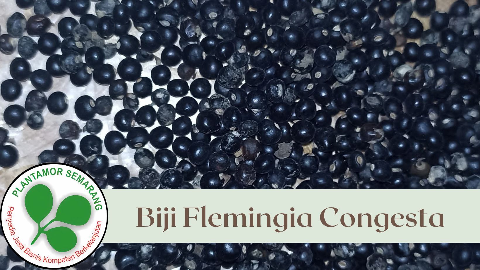 Biji Flemingia Congesta | CV. Plantamor Semarang