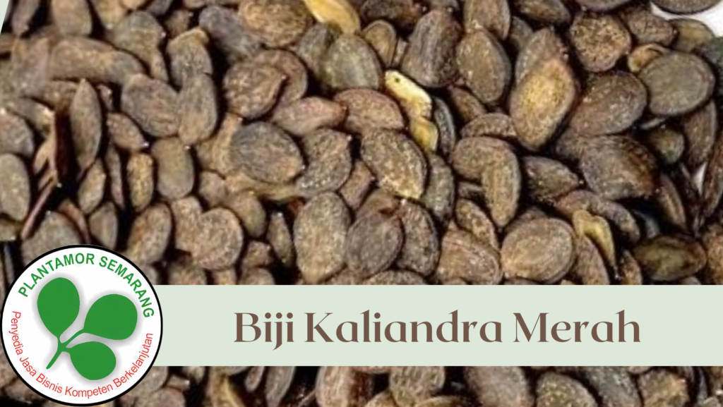 Biji Kaliandra Merah | CV. Plantamor Semarang