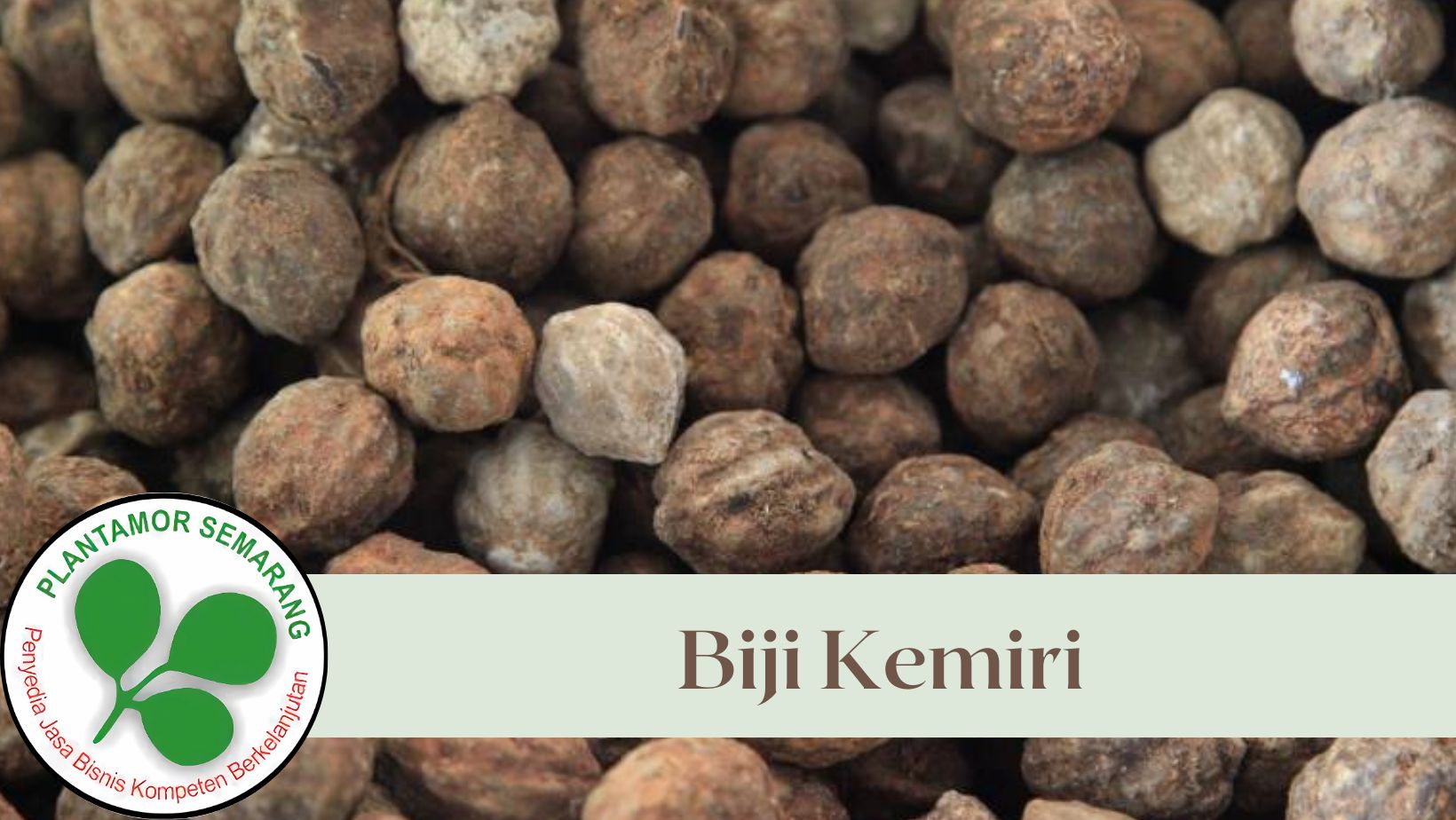 biji kemiri | CV. Plantamor Semarang