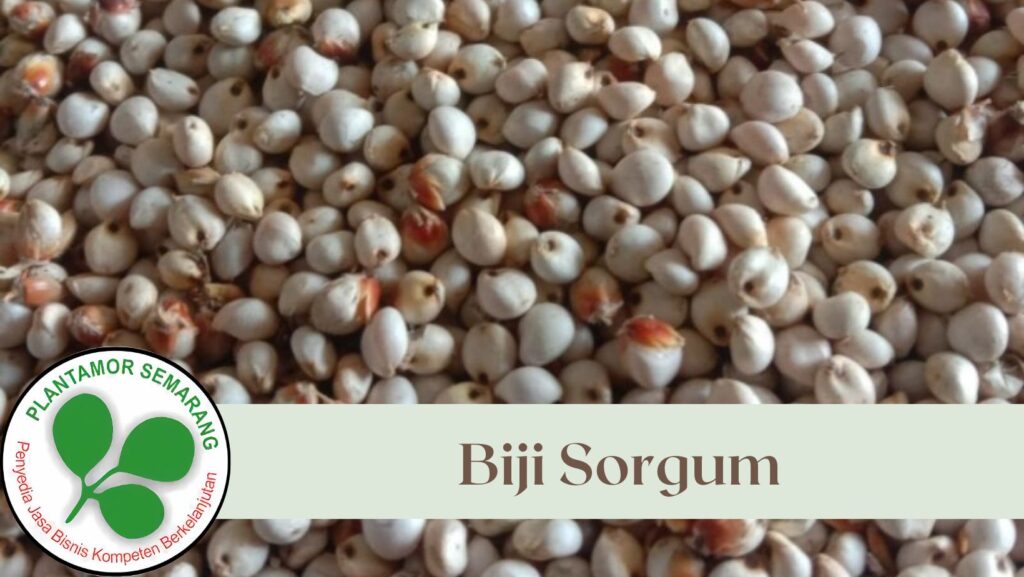 Biji Sorgum | CV. Plantamor Semarang
