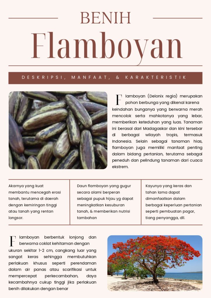 Flamboyan | CV. Plantamor Semarang
