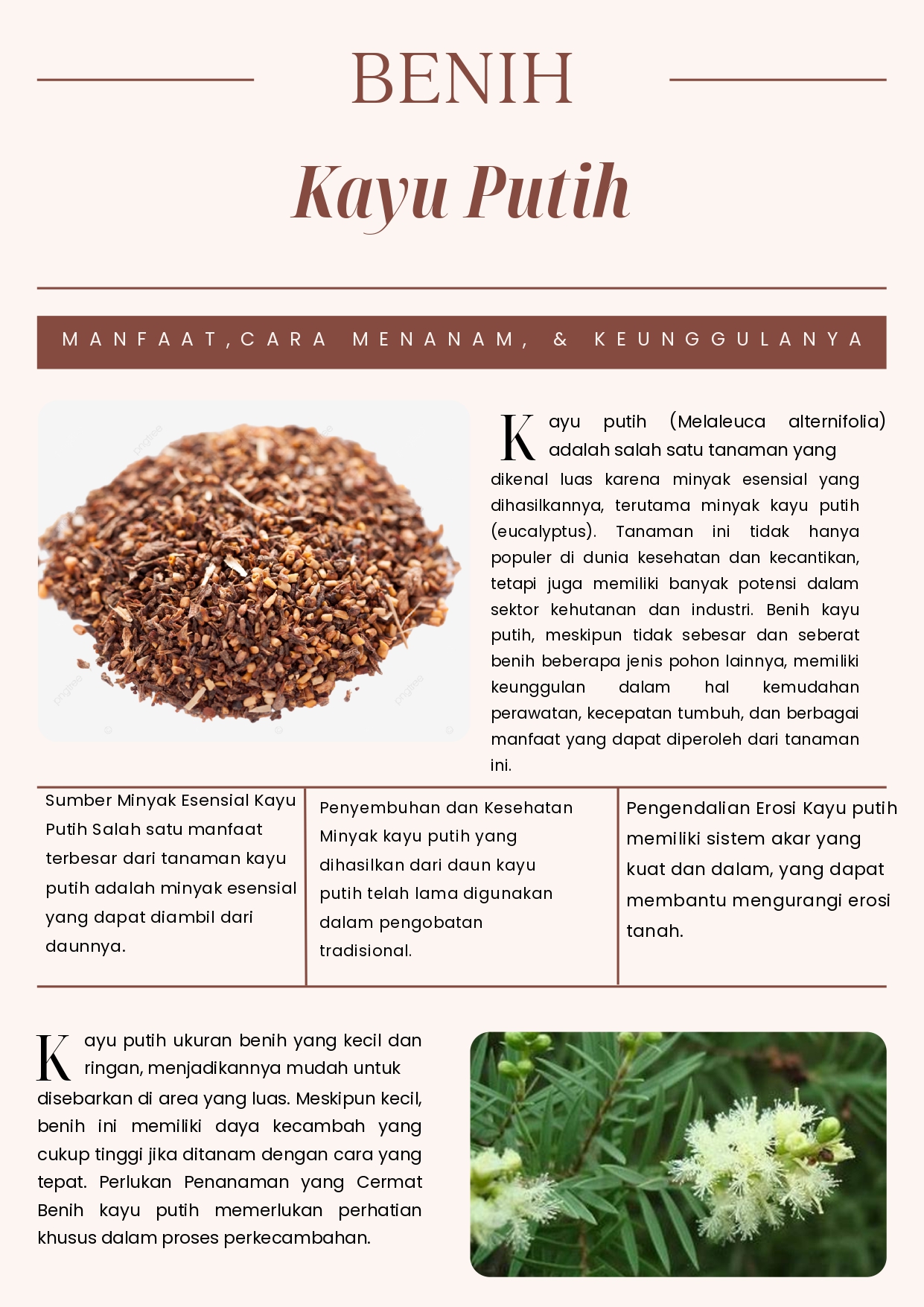 Kayu Putih | CV. Plantamor Semarang