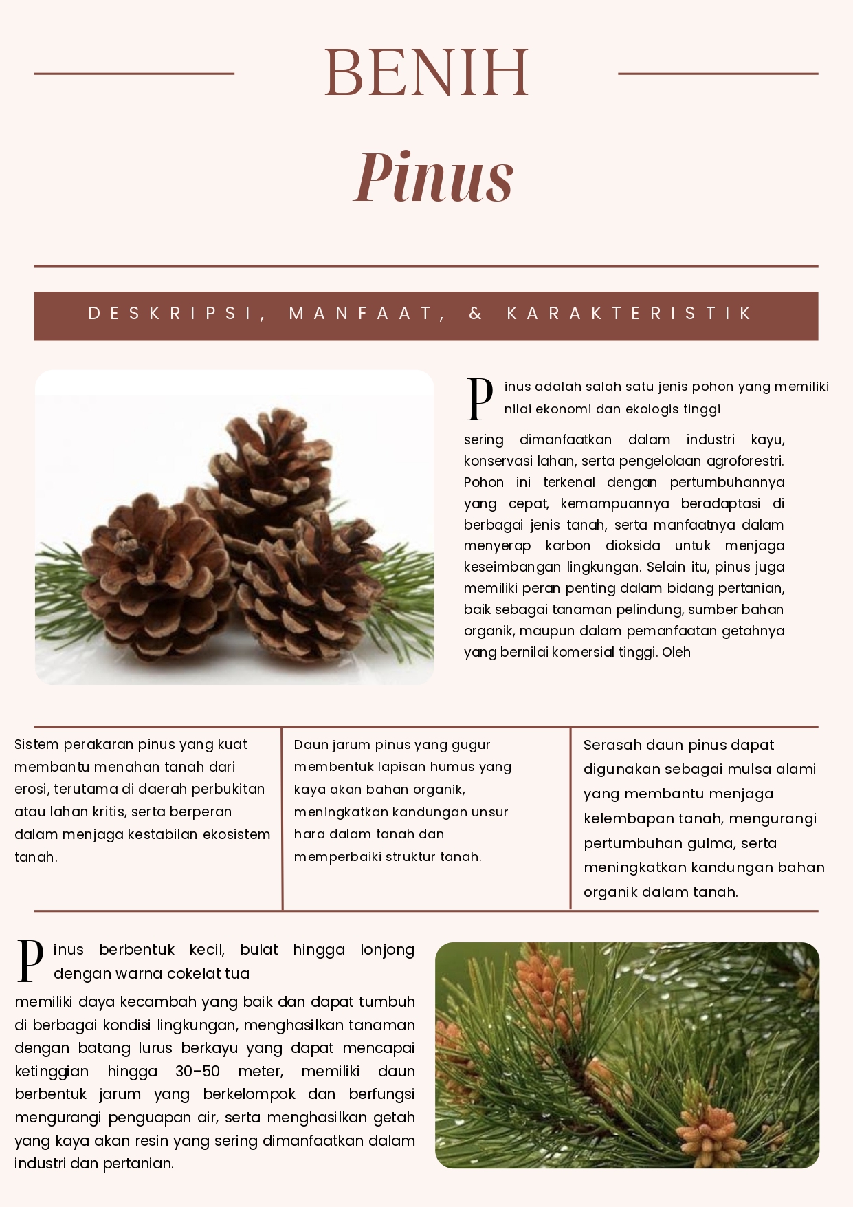 Pinus | CV. Plantamor